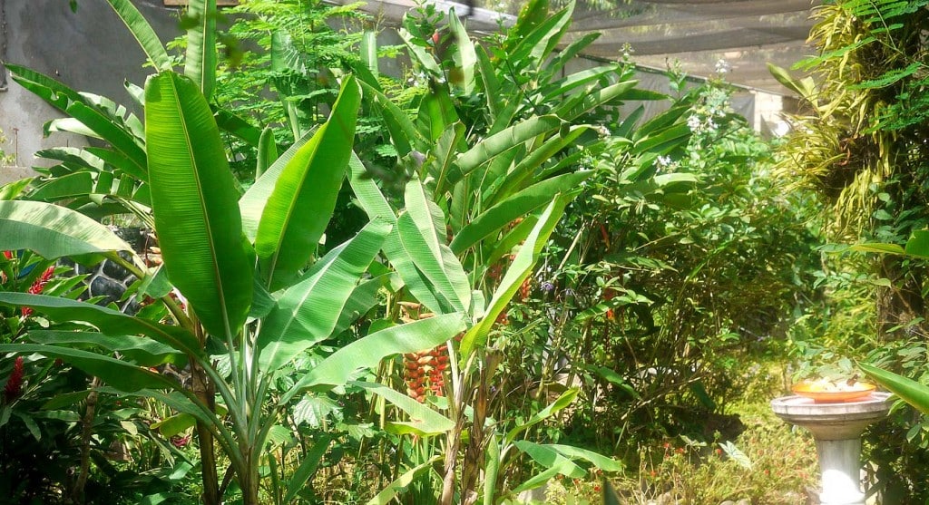 Palawan Butterfly Ecological Garden – IslandTouch.com